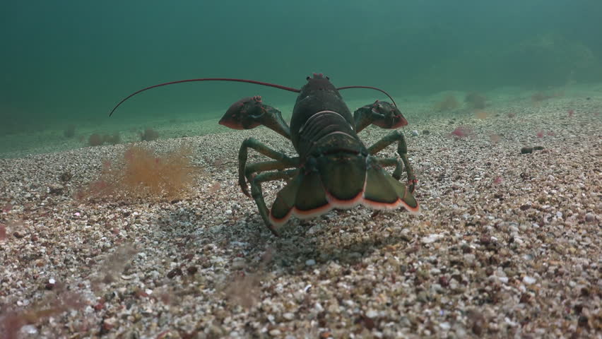 atlantic lobster natural habitat Stock Footage Video (100% Royalty-free ...