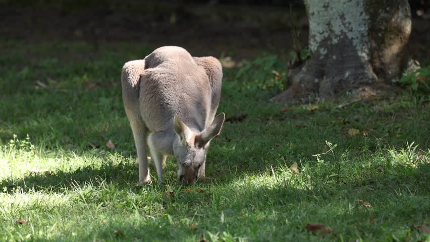 Kangaroo Jumping Stock Videos – Royalty-Free HD & 4K Videos