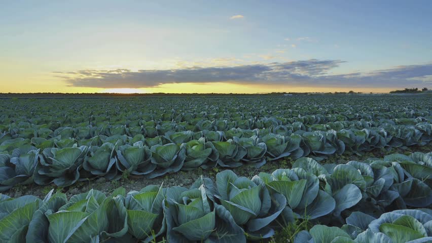 hdr time-lapse cabbage farm sunset flare Stock Footage Video (100% ...