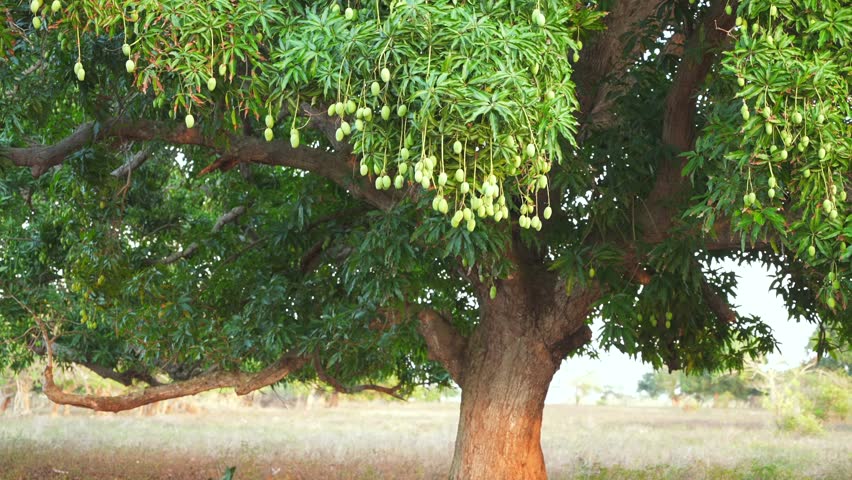 1,974 Guava Tree Stock Video Footage - 4K and HD Video Clips | Shutterstock