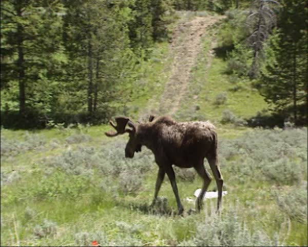Moose Eating Twigs and Crossing Stock Footage Video (100% Royalty-free ...