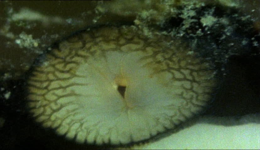 Sea Slug Mouth Stock Footage Video (100% Royalty-free) 3513263 ...