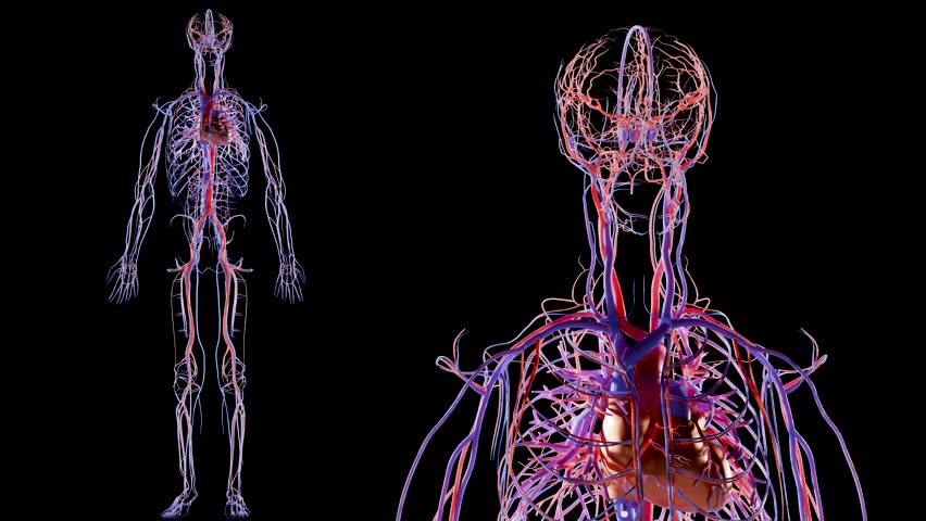 4,686 Human Circulatory System Stock Video Footage - 4K and HD Video ...