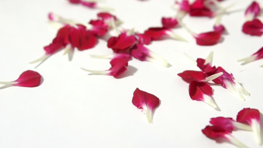 Red Falling Falling Flower Petals Stock Footage Video (100% Royalty ...