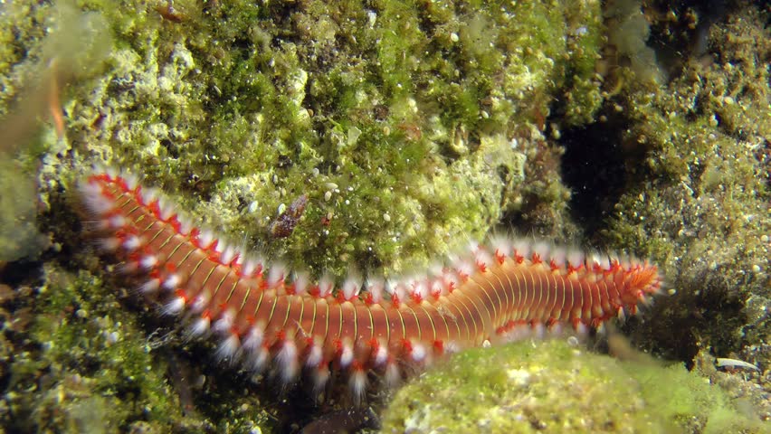 Download Alien Painful Screech Sound Effects - aedownload.com