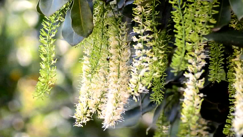 macadamia flowers Stock Footage Video (100% Royalty-free) 3520352 ...