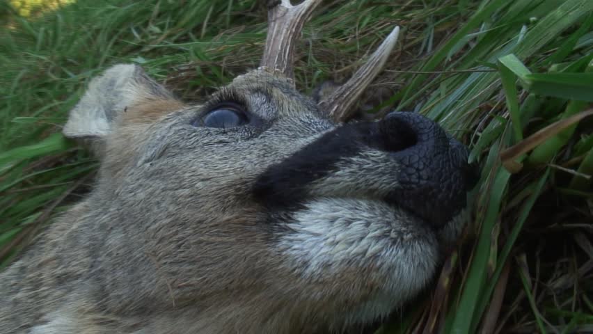 Dead Deer Stock Footage Video (100% Royalty-free) 3521408 | Shutterstock