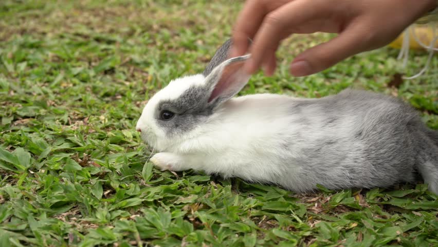 63,859 Rabbit Stock Video Footage - 4K and HD Video Clips | Shutterstock