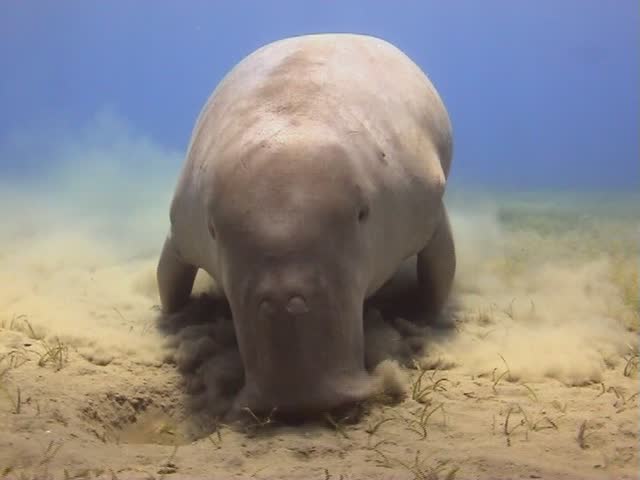 incredible dugong manatee sea-cow eating sea Stock Footage Video (100% ...