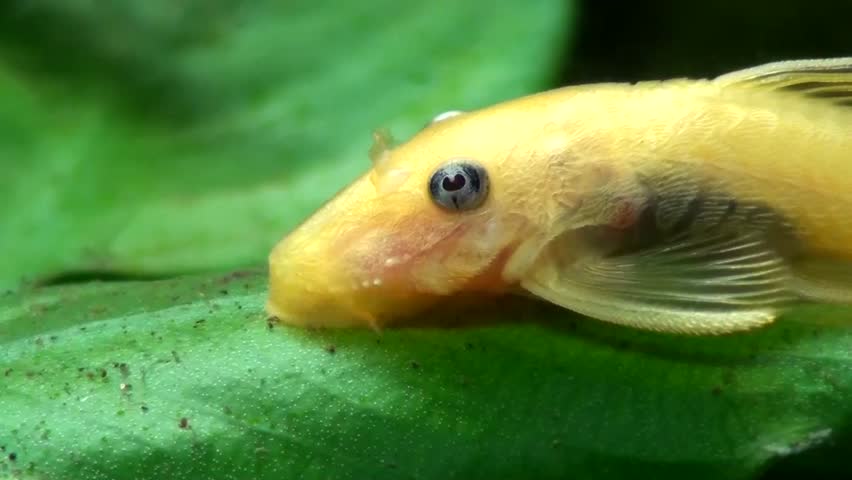 yellow catfish Stock Footage Video (100% Royalty-free) 3523076 ...