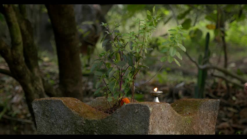 398 Tulsi Leaves Stock Video Footage - 4K and HD Video Clips | Shutterstock