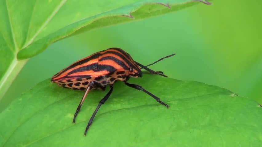 Strip Bug (graphosoma Lineatum) Stock Footage Video (100% Royalty-free ...
