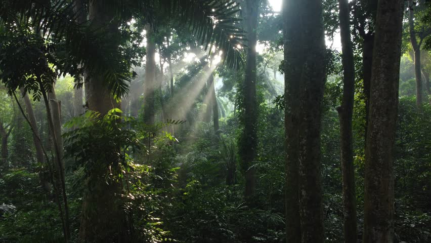 Forest Background Videos: 4K and HD Video Clips for Download
