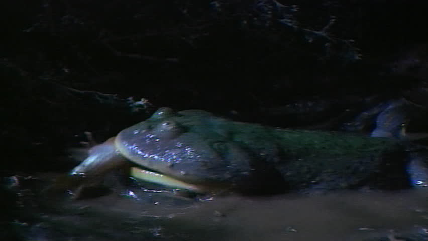 Green Horned Frog Eats Fish Stock Footage Video (100% Royalty-free ...