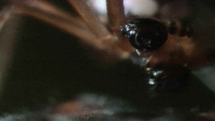 redback spiders mating Stock Footage Video (100% Royalty-free) 3540980 ...