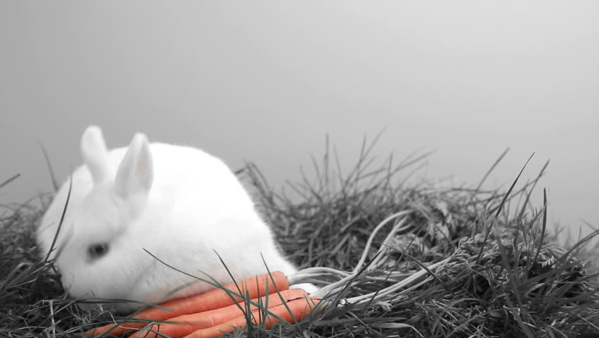 White Bunny Rabbit Sniffing Around Stock Footage Video (100% Royalty ...