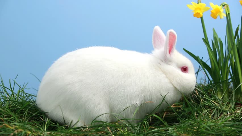 Bunny Rabbit Sniffing Around the Stock Footage Video (100% Royalty-free ...