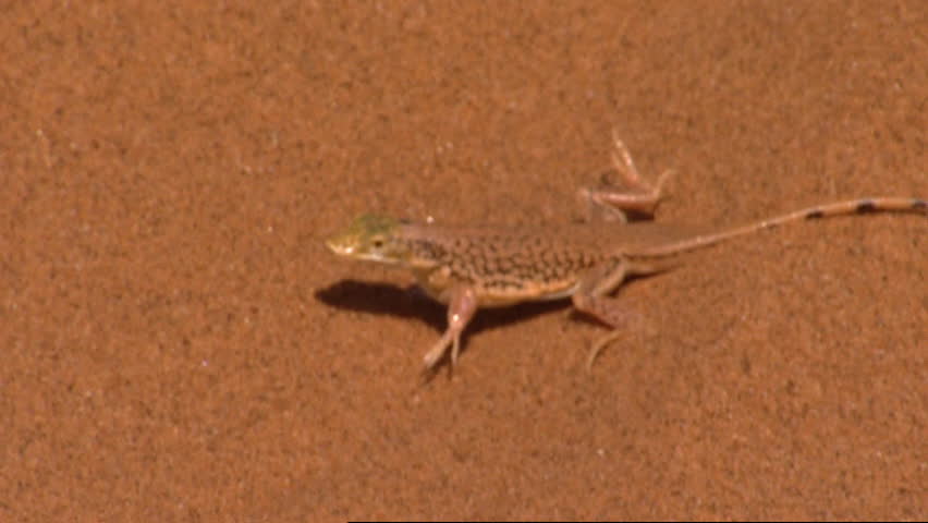 sand lizard Stock Footage Video (100% Royalty-free) 3551024 | Shutterstock