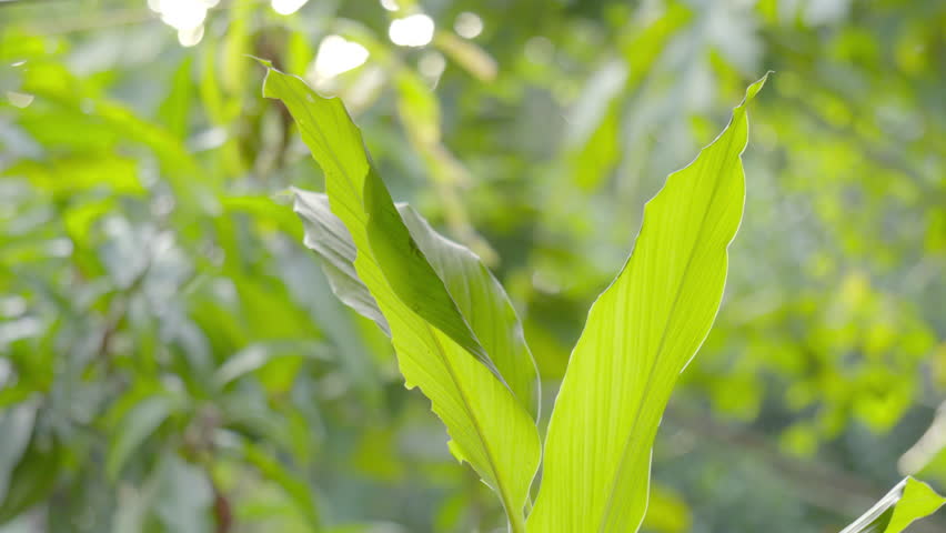 8,879 Turmeric Stock Video Footage - 4K and HD Video Clips | Shutterstock