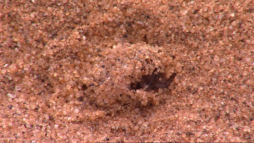 Buck Spoor Spider Stock Footage Video (100% Royalty-free) 3556895 ...