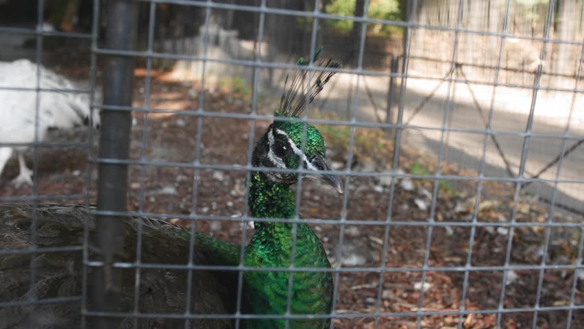 Download Peacock Theme Indian Wedding Invitation 3D Design Slideshow ...