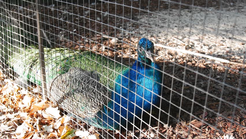 Download Peacock Theme Indian Wedding Invitation 3D Design Slideshow ...