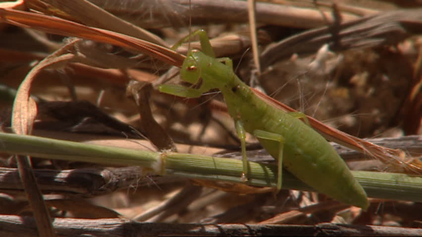 Gladiator Insect Stock Footage Video (100% Royalty-free) 3557429 ...