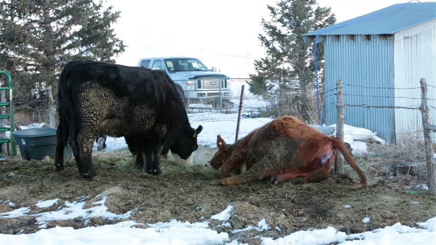 female cow on ground pushing during Stock Footage Video (100% Royalty ...