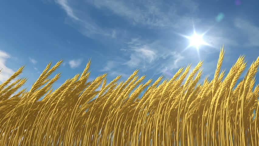 Growing Wheat, 3d Animation with Stock Footage Video (100% Royalty-free ...