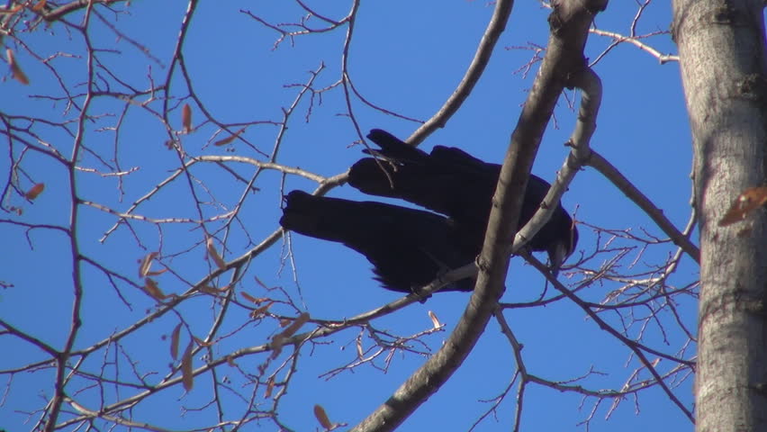 Couple of Crows Sitting On Stock Footage Video (100% Royalty-free ...