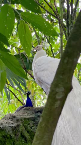 Download Peacock Theme Indian Wedding Invitation 3D Design Slideshow ...