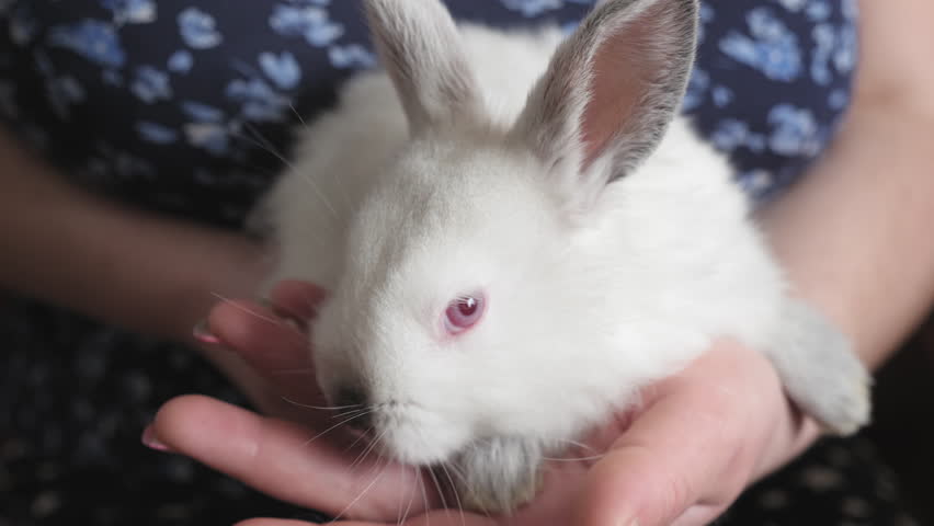 4,704 Rabbit Face Stock Video Footage - 4K and HD Video Clips ...