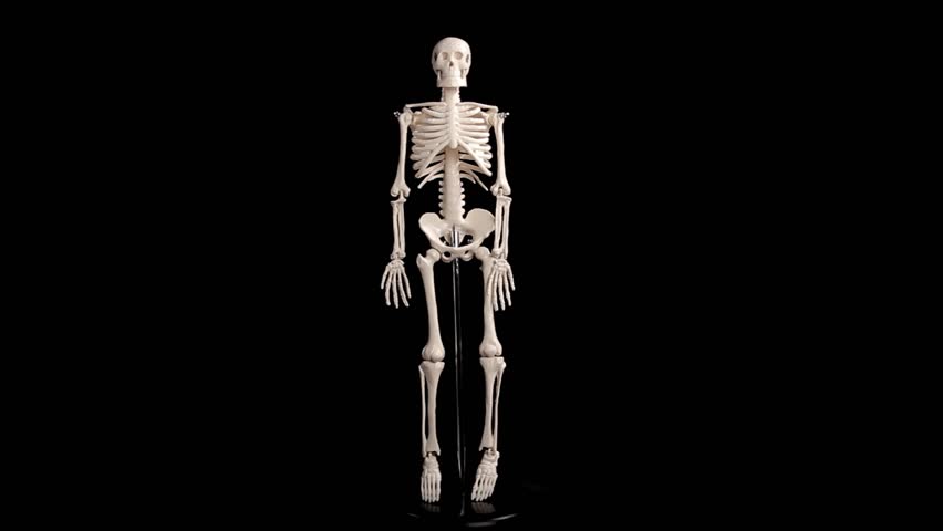 model skeleton rotating over black background Stock Footage Video (100% ...