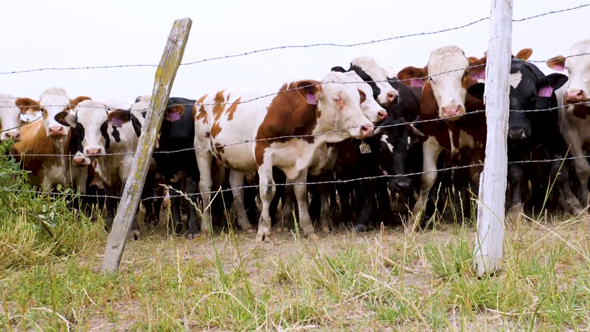 30,156 Animal Mating Stock Video Footage - 4K and HD Video Clips ...