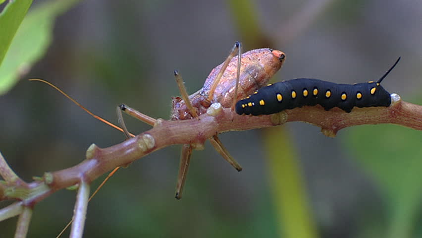 assassin bug hawk moth caterpillar Stock Footage Video (100% Royalty ...