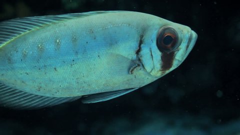 Common Big Eye Reef Stock Footage Video (100% Royalty-free) 3578309 ...