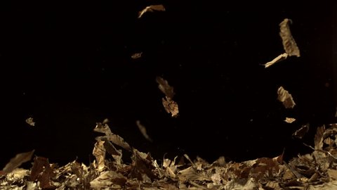 Blowing Pile Dried Leaves Shooting High Stock Footage Video (100% ...