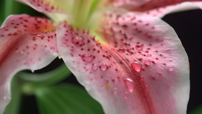 Dew Drop On Flower Lily Stock Footage Video (100% Royalty-free) 3579449 ...
