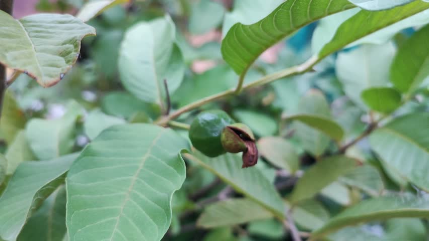1,974 Guava Tree Stock Video Footage - 4K and HD Video Clips | Shutterstock