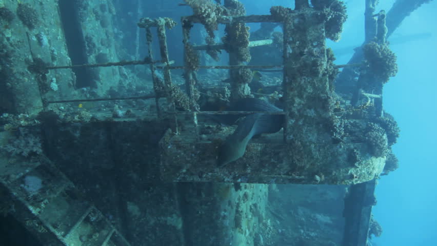 free swimming moray eel ship wreck Stock Footage Video (100% Royalty ...