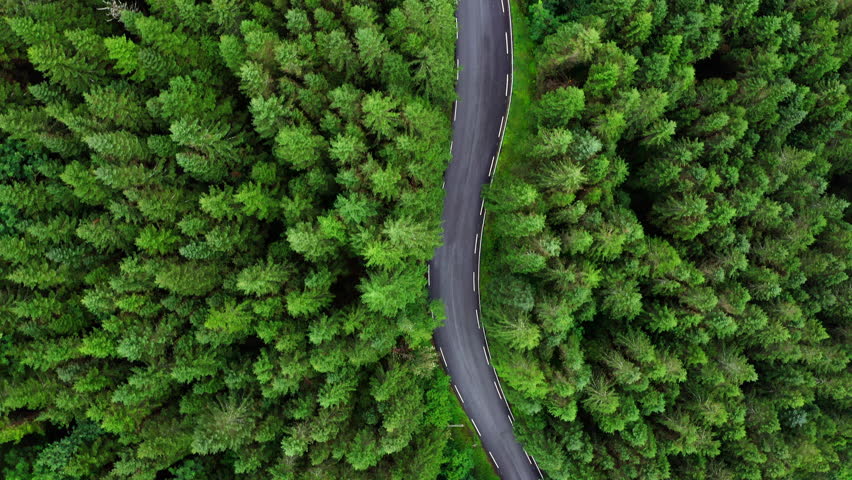 Forest Videos: 4K and HD Video Clips for Download