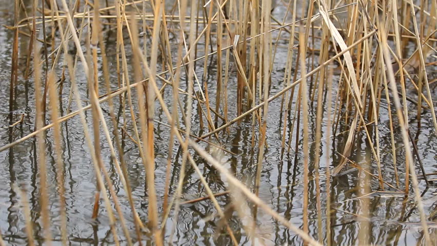 Dried Reed Roots in the Stock Footage Video (100% Royalty-free) 3588191 ...