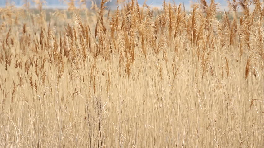 Dried Golden Reed Field Waving Stock Footage Video (100% Royalty-free ...