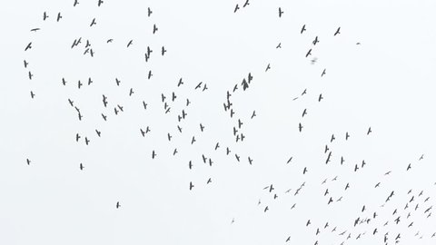 Many Crows Flying Stock Footage Video (100% Royalty-free) 3588797 ...