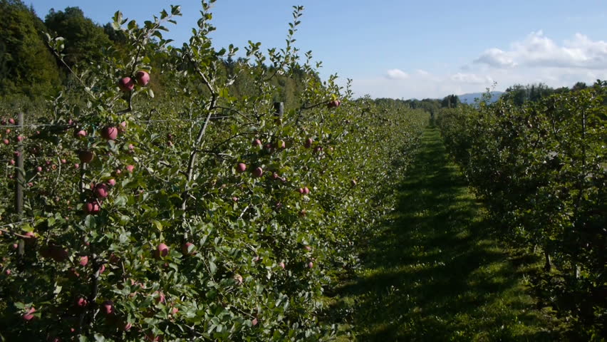 Aerial: Close Flight Over Apple Stock Footage Video (100% Royalty-free ...