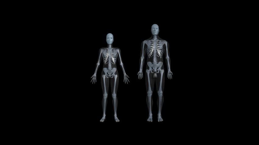 3d male female skeleton comparison see Stock Footage Video (100% ...