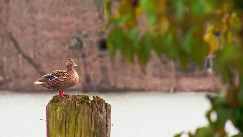 Young Bird standing on log image - Free stock photo - Public Domain ...
