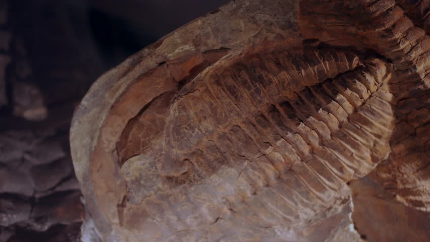 Prehistoric Stock Video Footage | Royalty Free Prehistoric Videos | Pond5