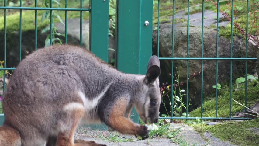 Kangaroo Jumping Stock Videos – Royalty-Free HD & 4K Videos