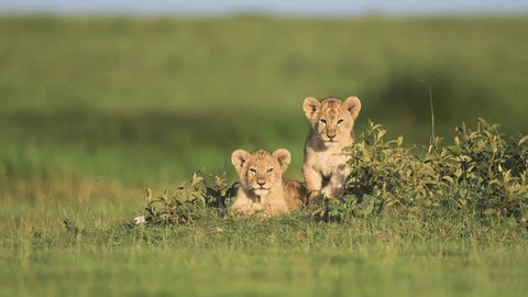 Wildlife Stock Photos, Royalty-Free Images and Vectors - Shutterstock